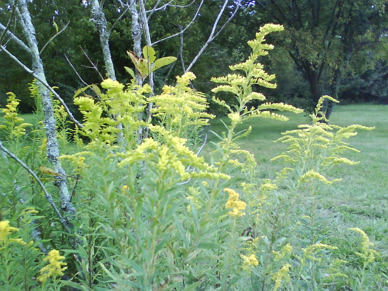 Bluegrass Etsy Street Team: Kentucky Wildweeds-Goldenrod