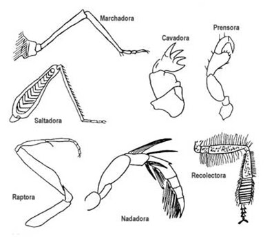 insectos de importancia forestal: PRIMER DRA DE ENTOMOLOGÌA