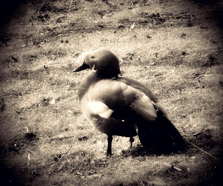 Sibirya Mektupları: Angut