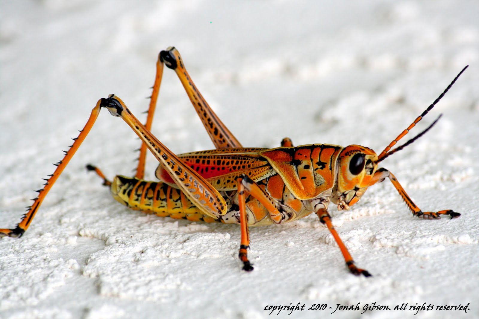 Days of Living Aimlessly: Day 255 – The Ant and the Grasshopper