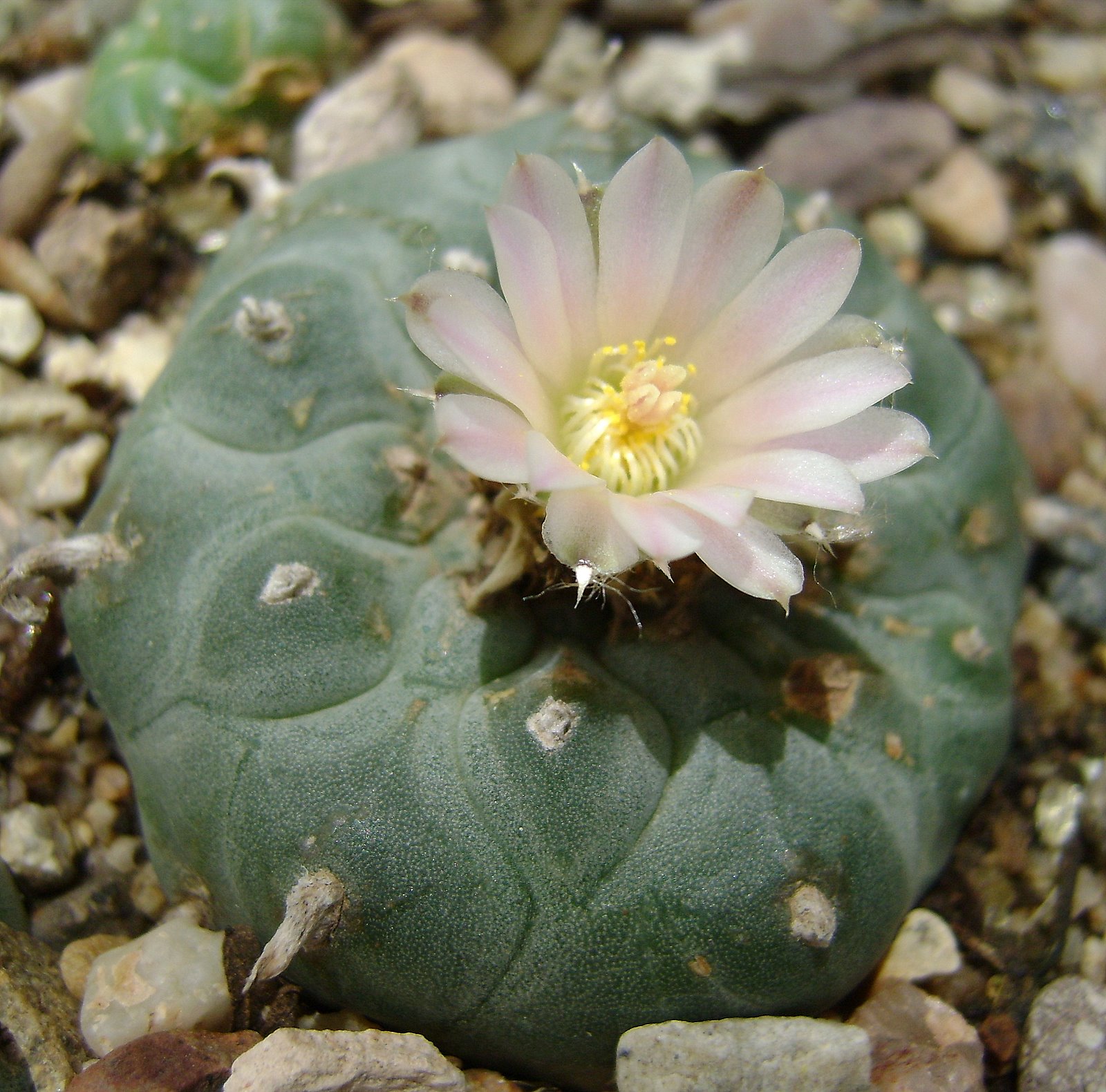 The Plant Whisperer: Grandfather Peyote: How Some Plants Are More Equal ...