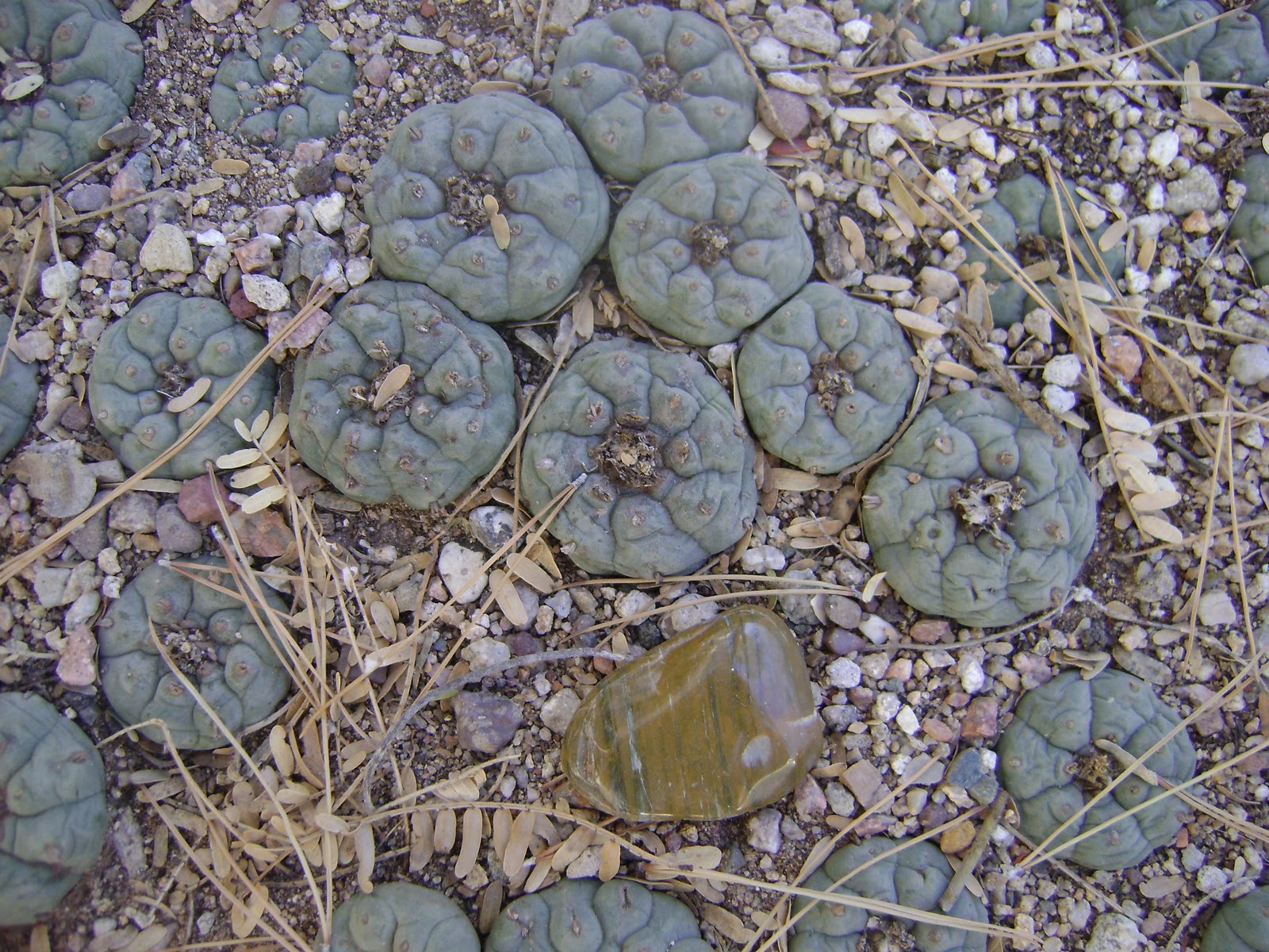 The Plant Whisperer: Grandfather Peyote: How Some Plants Are More Equal ...