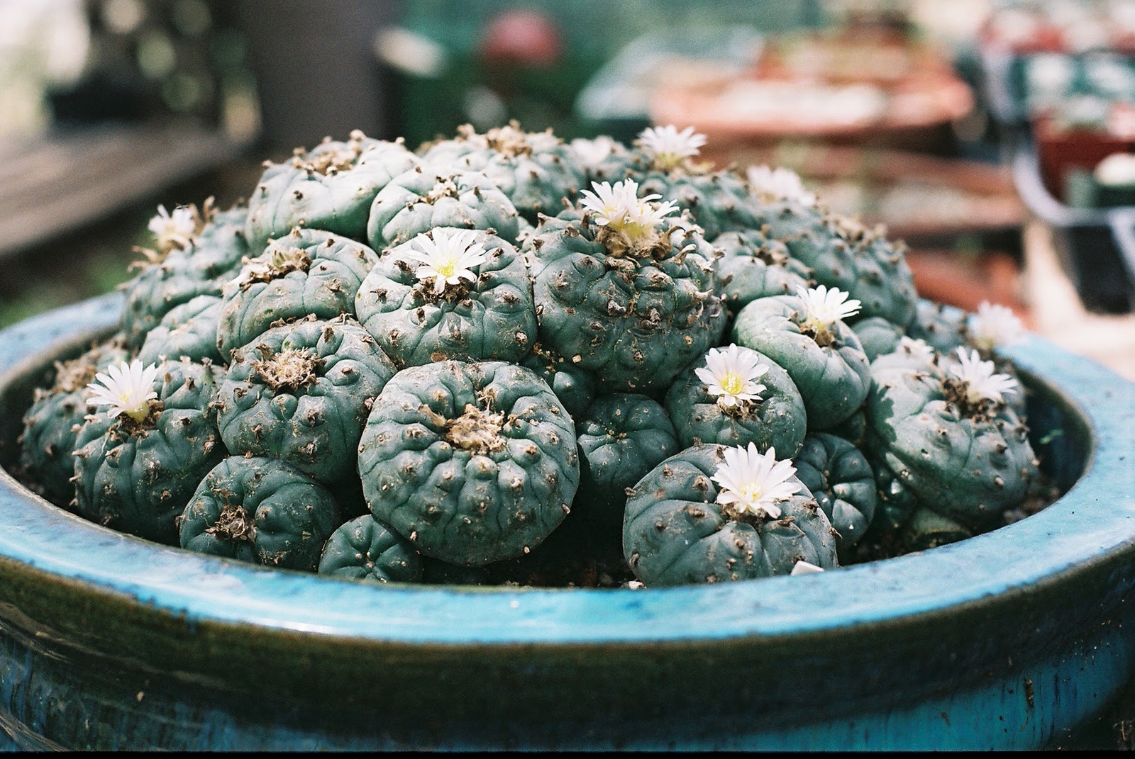 The Plant Whisperer: Grandfather Peyote: How Some Plants Are More Equal ...