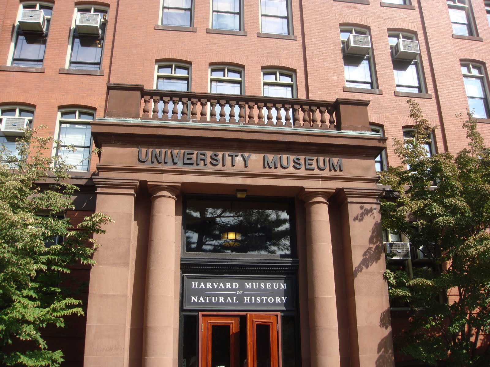 La petite vie de Benoît...: Harvard Museum of Natural History