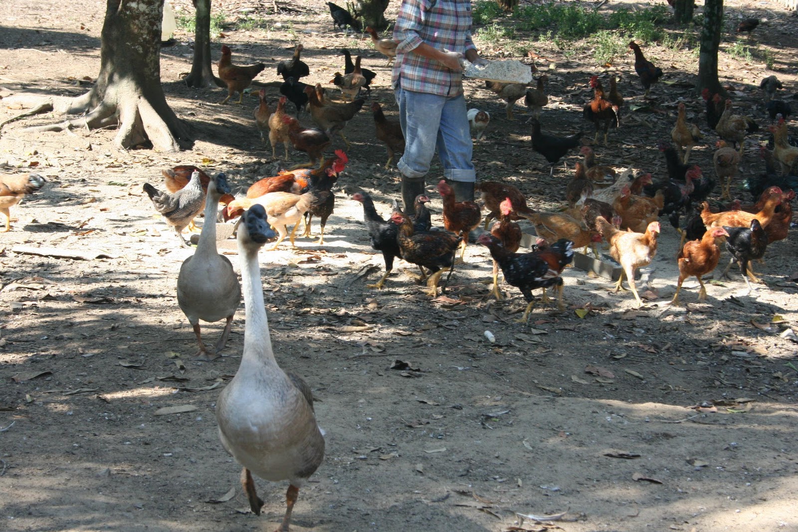 KIUT FARM: AYAM KAMPUNG