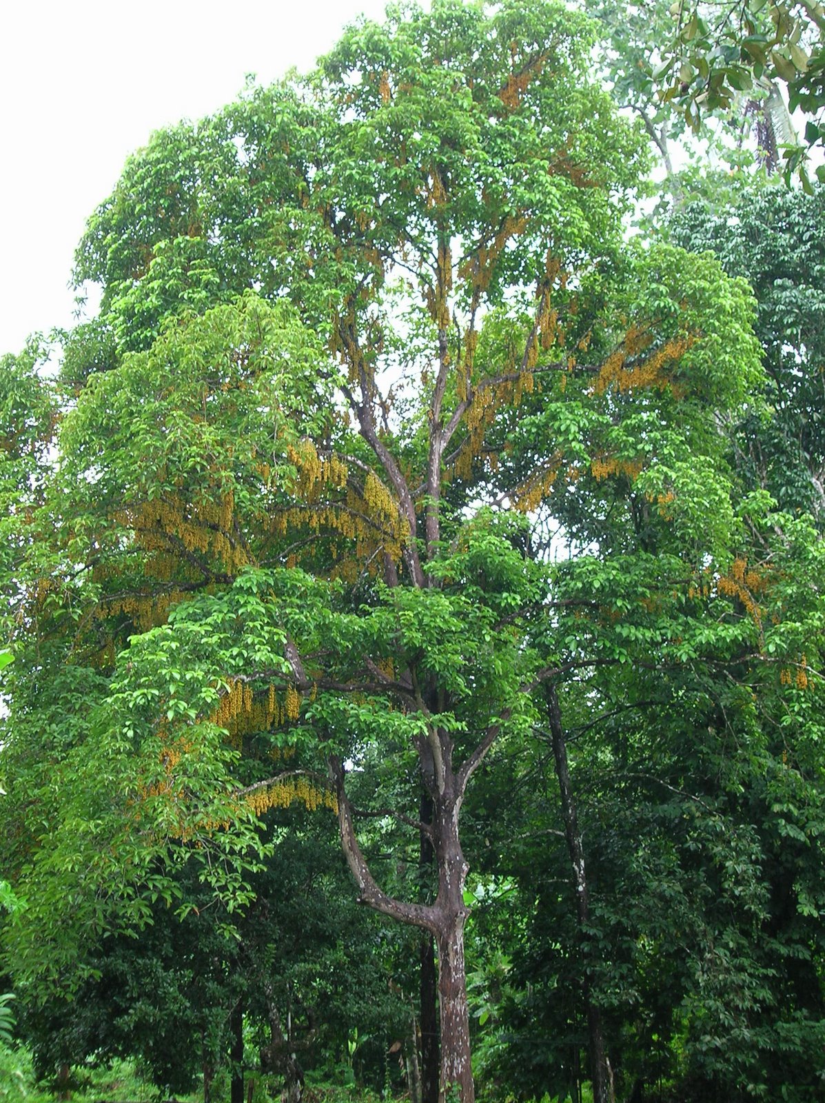 Midie Merapoh: Pokok Jejentik