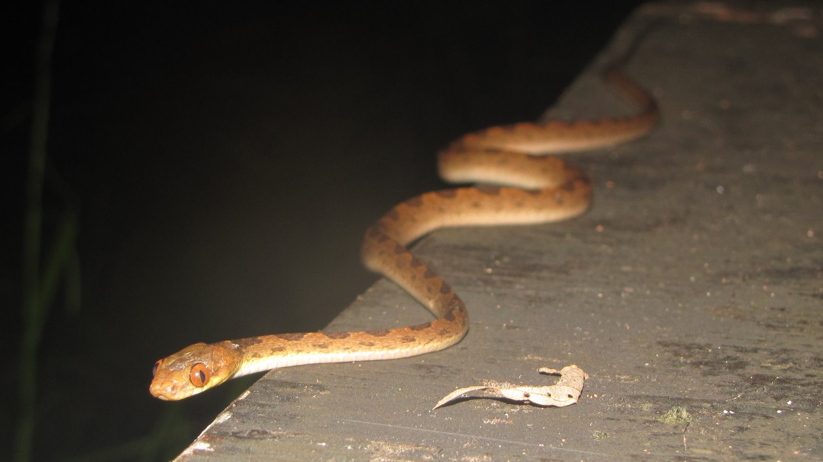 The Buckeye Herps Blog: Pura Vida 4: Swamp Reptiles