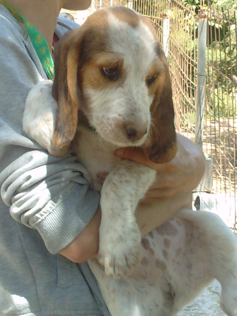 Proyecto 188 vidas: BEBES MACHO DE SABUESO-adoptados