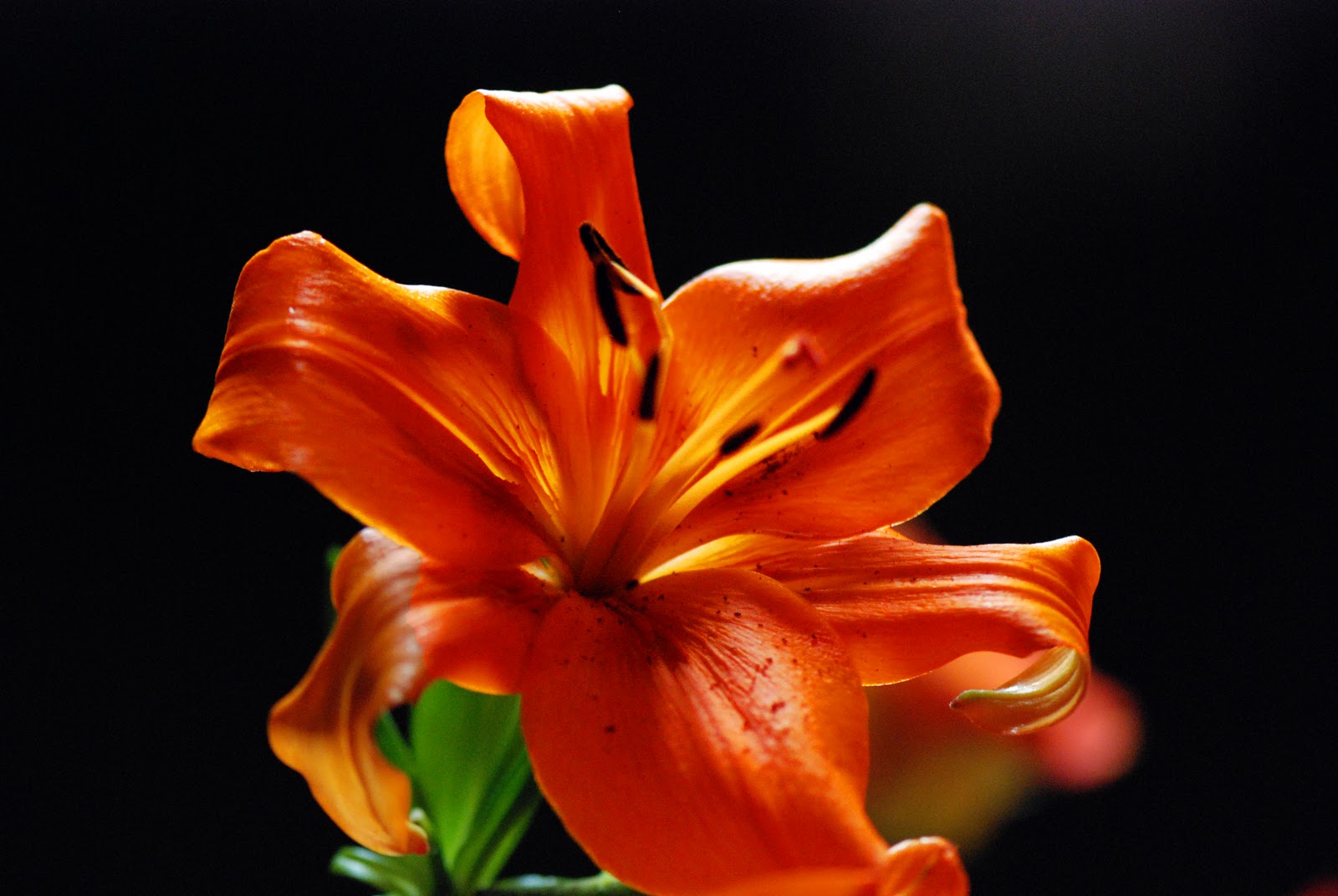 Fat Tony's Arabian Adventures: Saudi Flowers 1