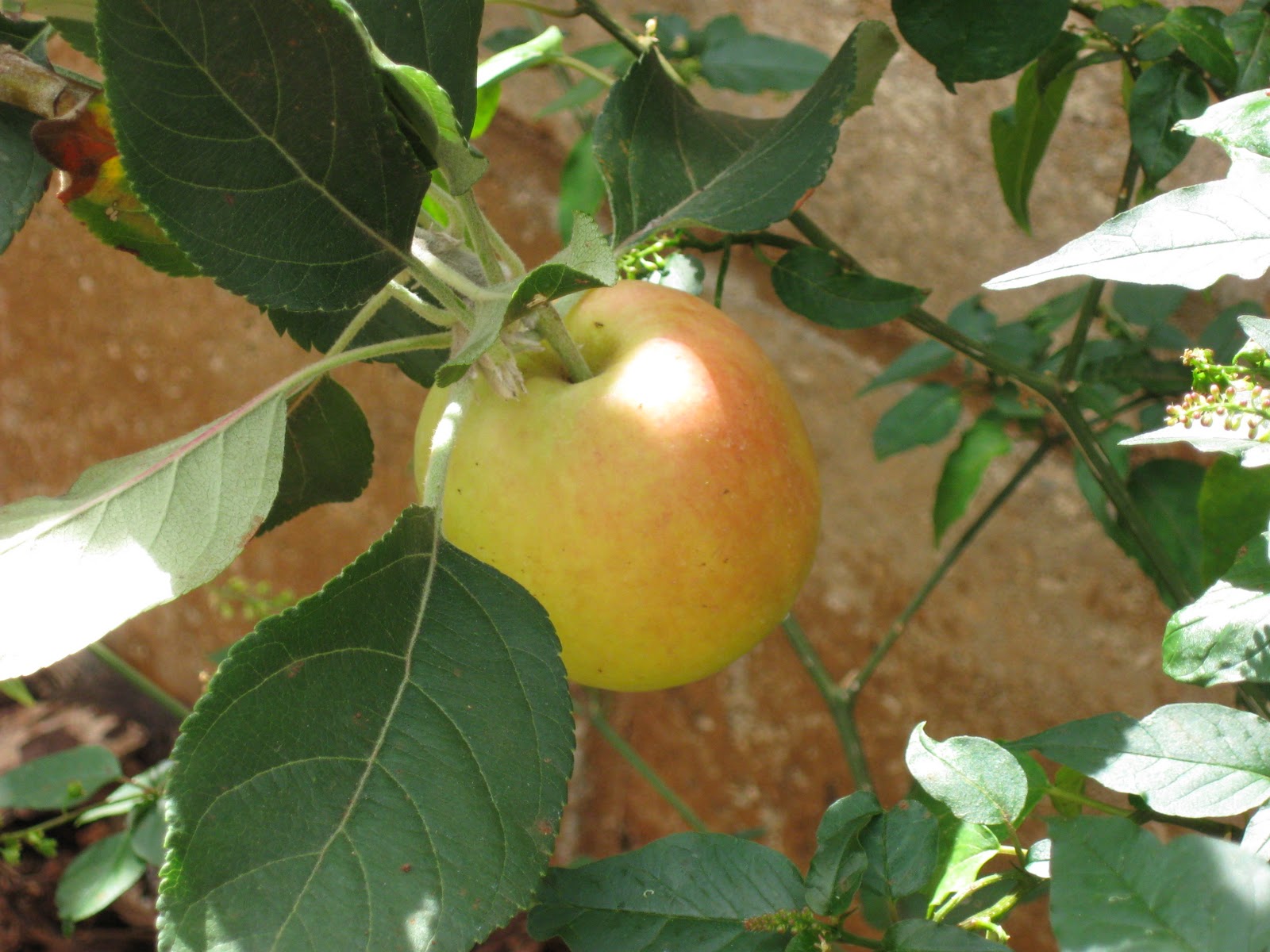 Gardening With a Pug: Apples in Hawaii