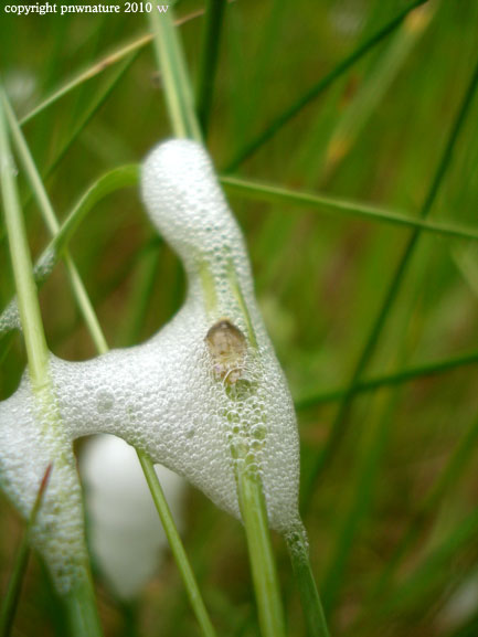Spit bugs aka Spittlebugs aka Froghoppers