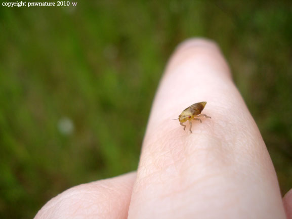 Spit bugs aka Spittlebugs aka Froghoppers