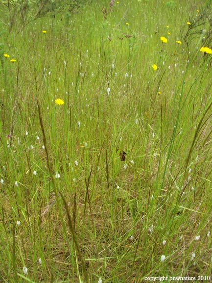 Spit bugs aka Spittlebugs aka Froghoppers