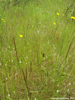 Spit bugs aka Spittlebugs aka Froghoppers
