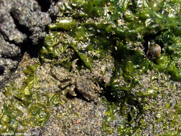 Crabs at Tolmie State Park