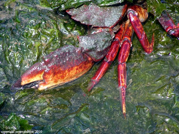 Crabs at Tolmie State Park