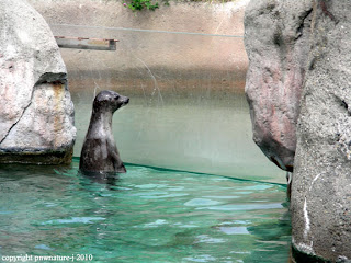 Harbor Seals at Point Defiance Zoo