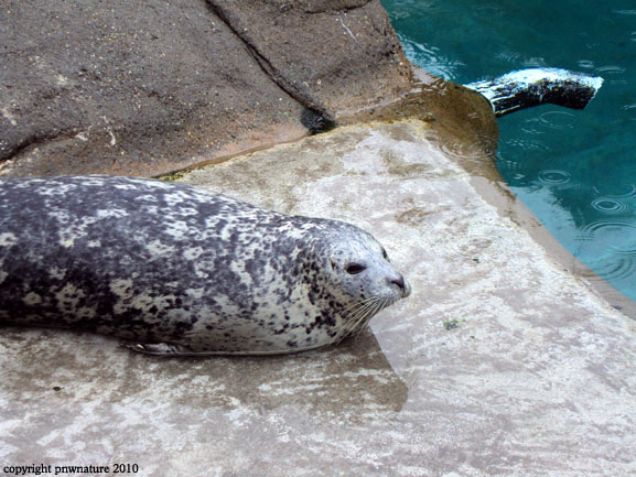 Harbor Seals at Point Defiance Zoo