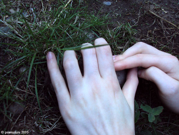 International Rock Flipping Day