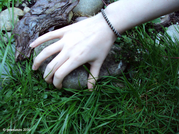 International Rock Flipping Day