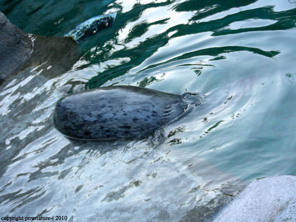 Harbor Seals at Point Defiance Zoo 2