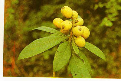 the story of TCM herbal stuff: Honey cured Pi pa ye (Loquat leaf)