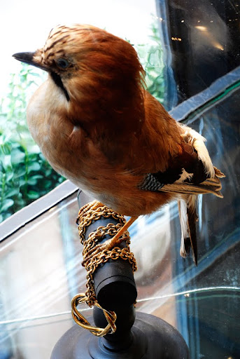 Solid frog: Shop design deluxe