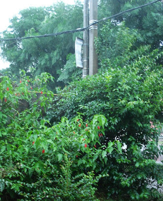 Mi Pequeña Huerta: Malvaviscus Penduliflorus