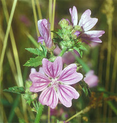 Selbstversorgung leicht gemacht