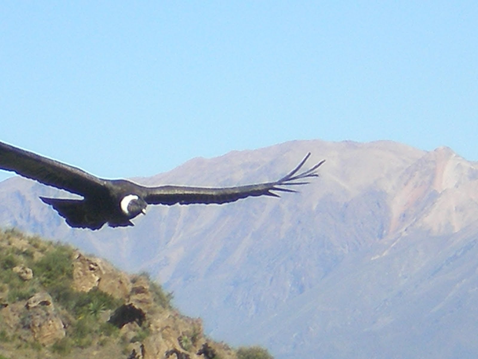MIS FOTOS FAVORITAS: A VUELO DE CONDOR...