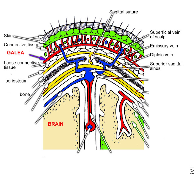Cure against baldness: March 2013
