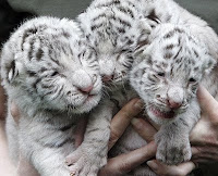 MUNDO NATURAL: LOS TIGRES DE VENGALA