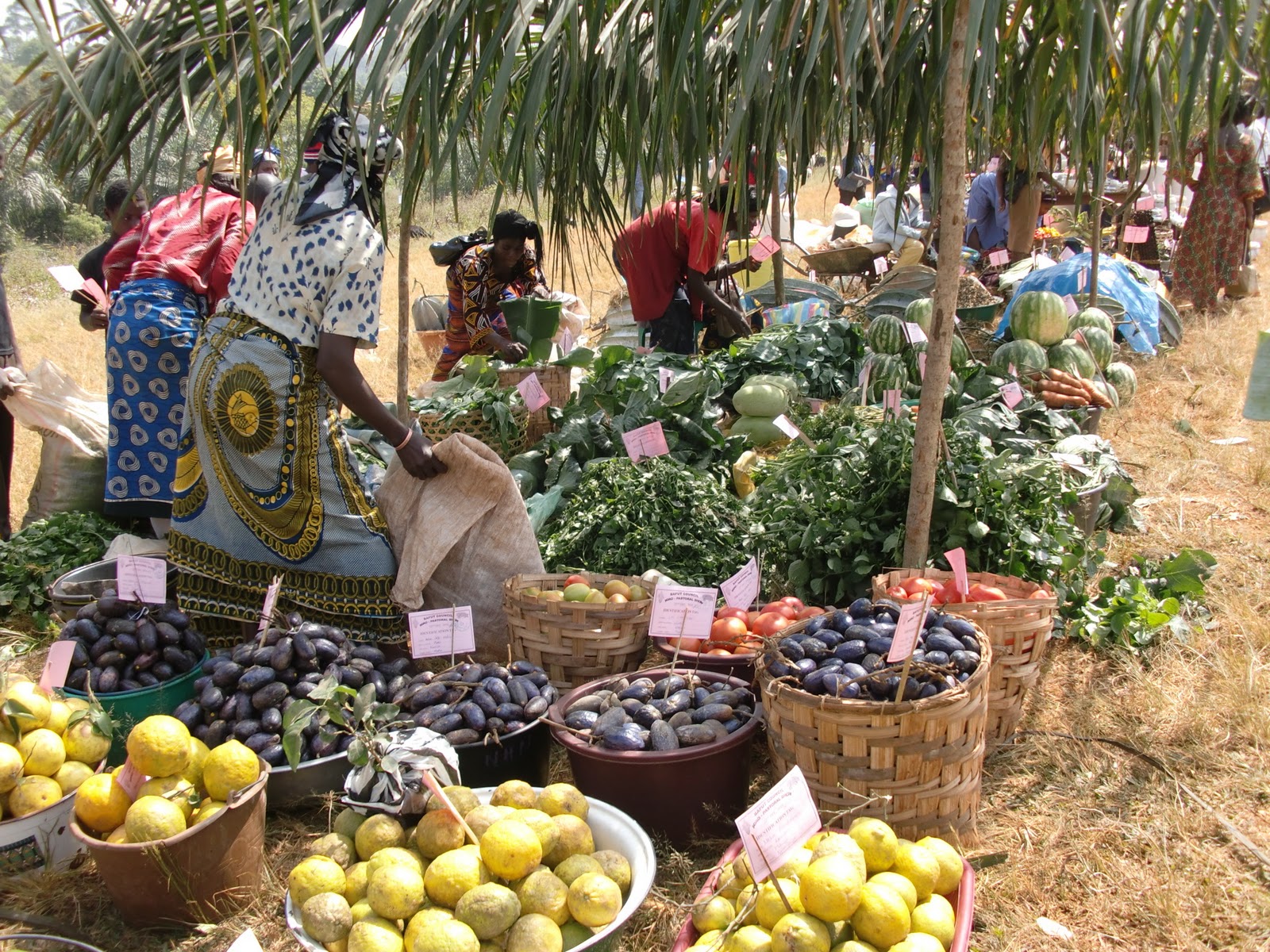 Cameroon: A dream come true ...: End of 2010