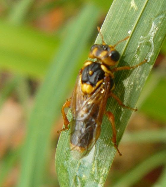 Insects, pokers and spiders