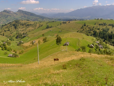 Alice Photo: Satul Pestera - comuna Moeciu