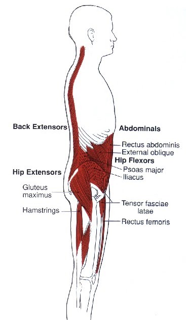 GaryMoller.com - Health, Fitness - Naturally!: I am suffering hip and ...