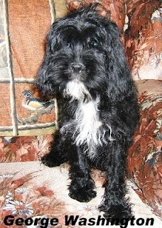 Dogs Breeds and Training: Affen Spaniel dog breed