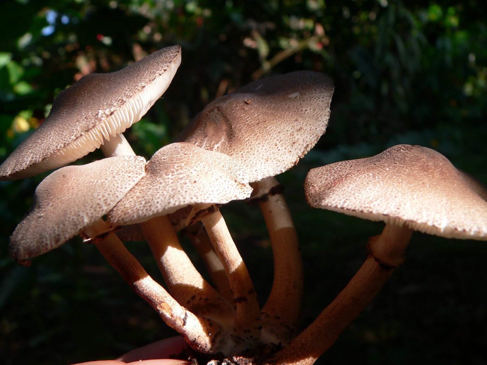 Alexis-imágenes - Nature Photography: Descomponedores