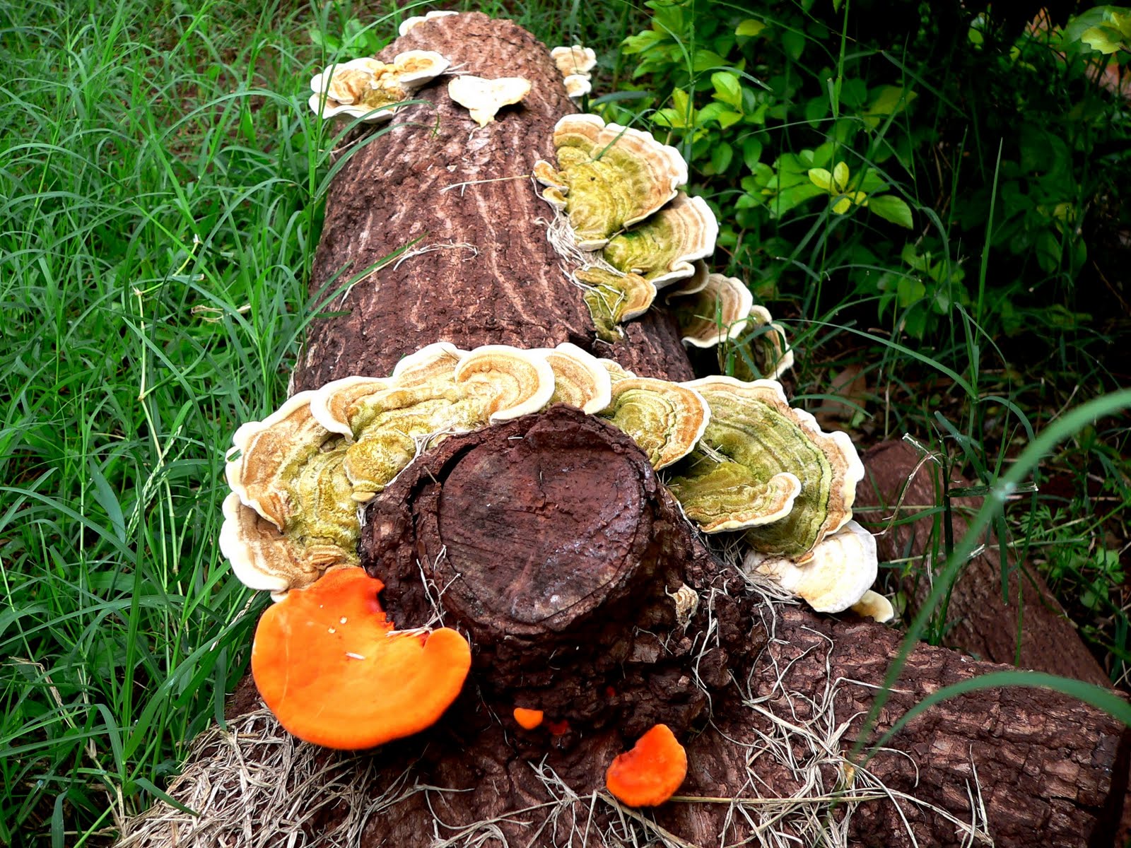 Alexis-imágenes - Nature Photography: Descomponedores en accion