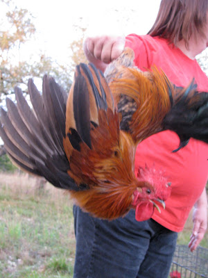 Chicken Slaughter