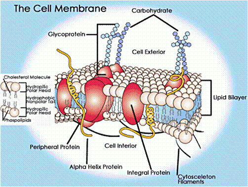 NayOne Notes-Biology: The Lipid Bilayer