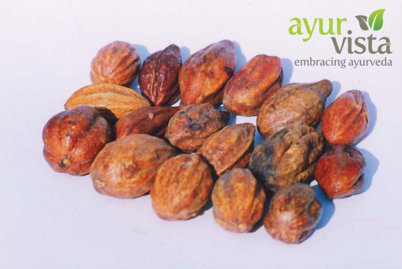 Ayur Vista: Terminalia chebula