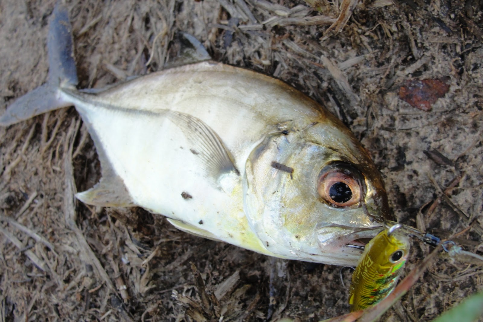 KO25: FISH COMEBACK!