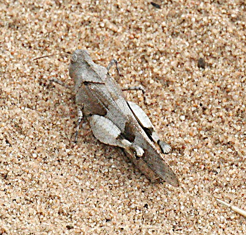 Insects – Algarve, Portugal October 2010