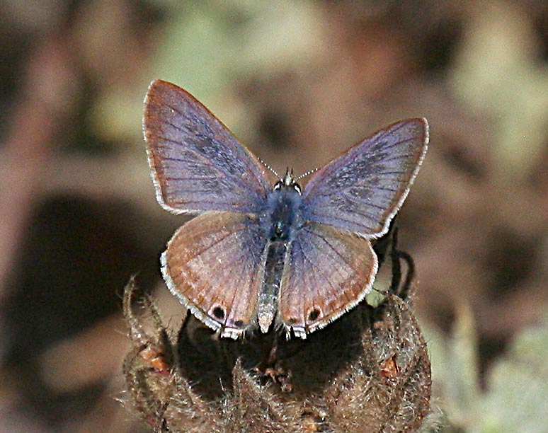 Insects – Algarve, Portugal October 2010