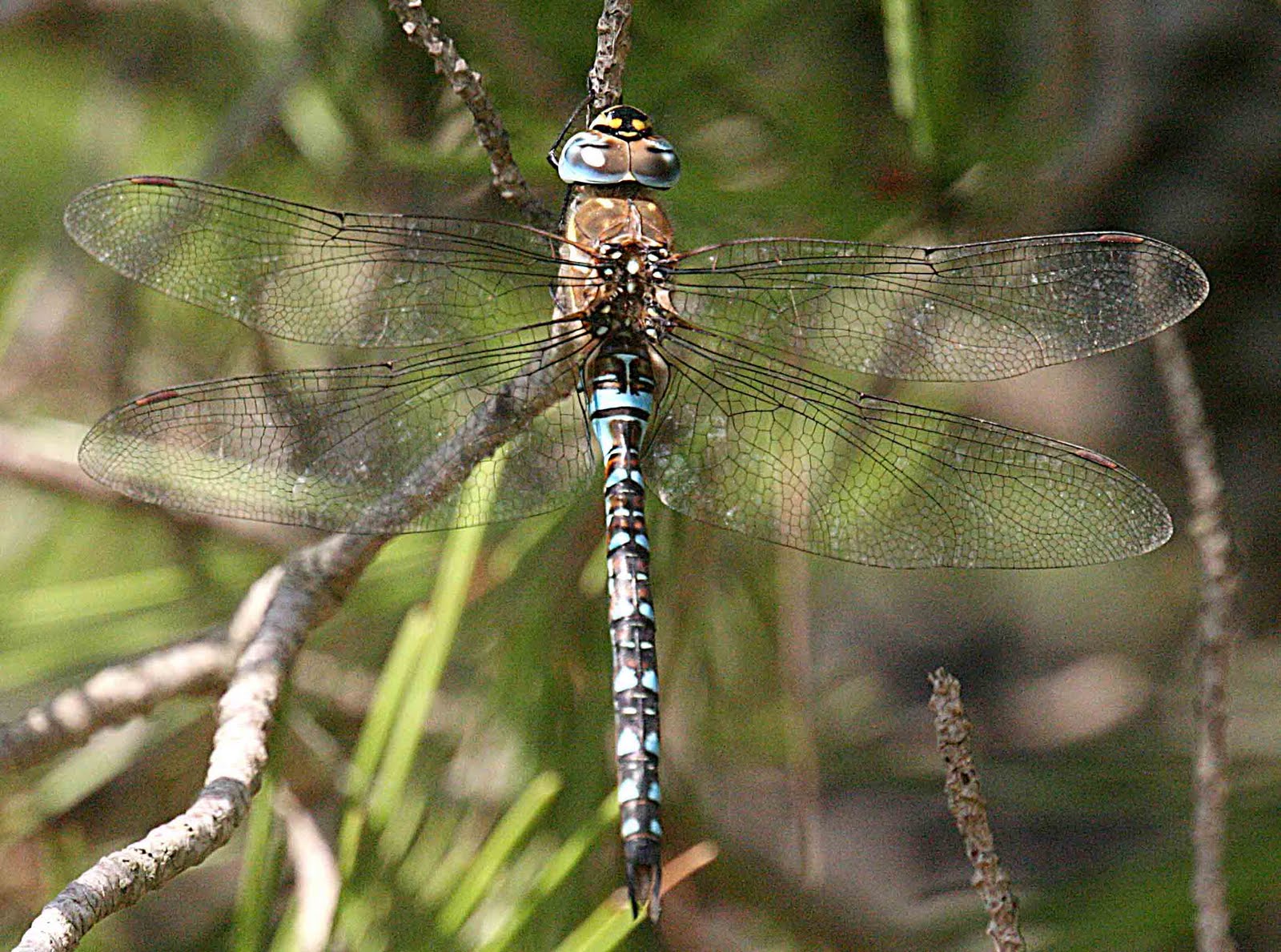 Insects – Algarve, Portugal October 2010