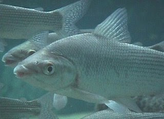 animales del llano: PECES
