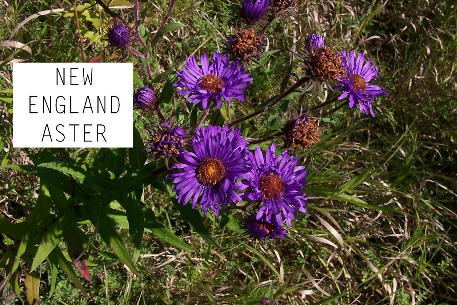 troutbirder: Fall Aster Parade