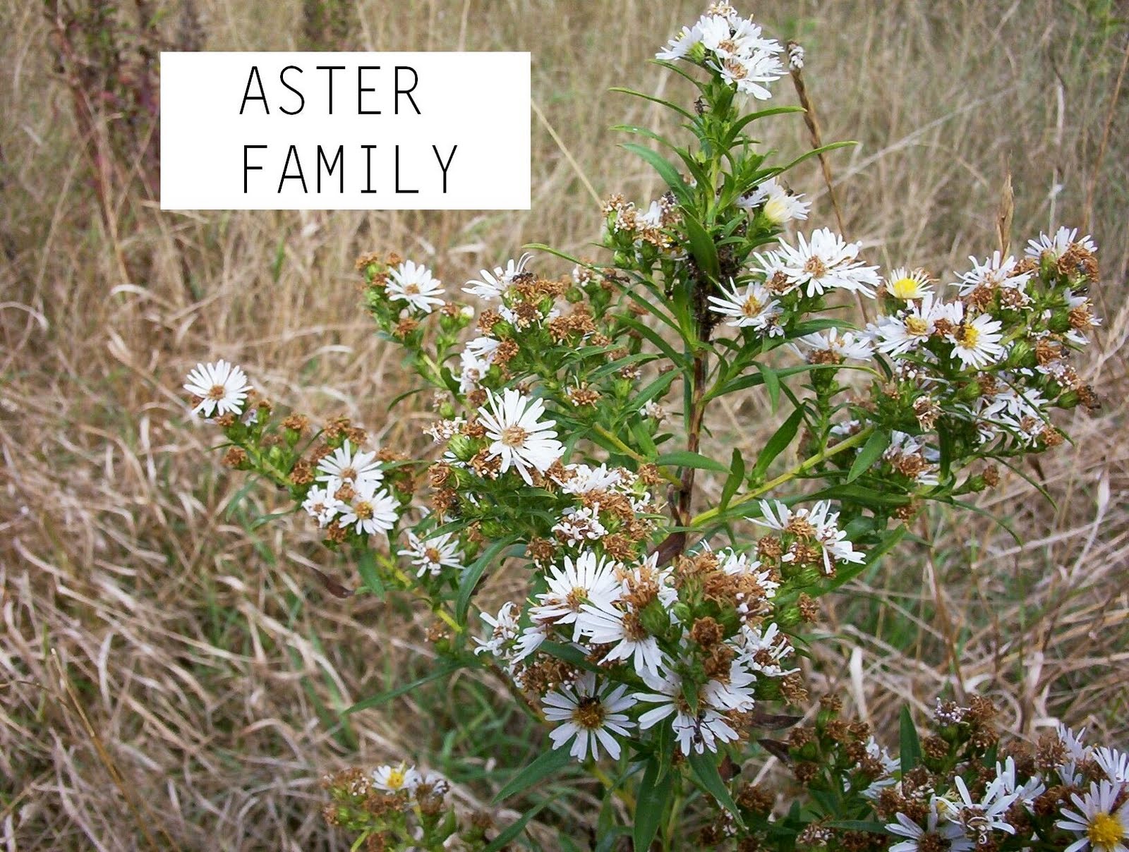 troutbirder: Fall Aster Parade