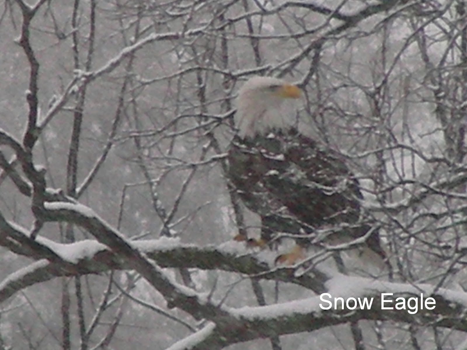 troutbirder: Snow Eagle